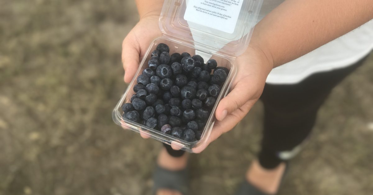 Day 141 | An Encounter with Moldy Blueberries – Ana Harris Writes